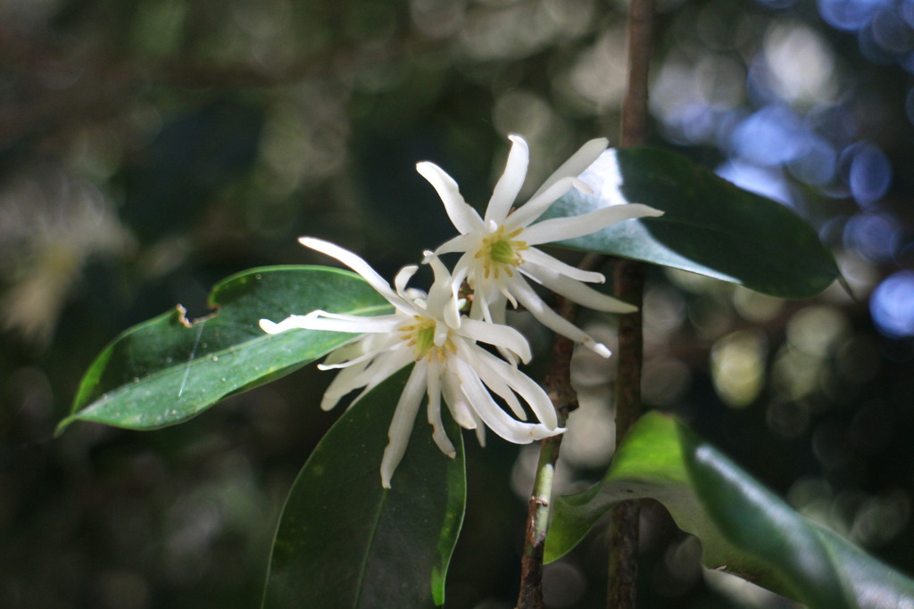 Japanese star anise (Illicium anisatum) - Botanical Realm