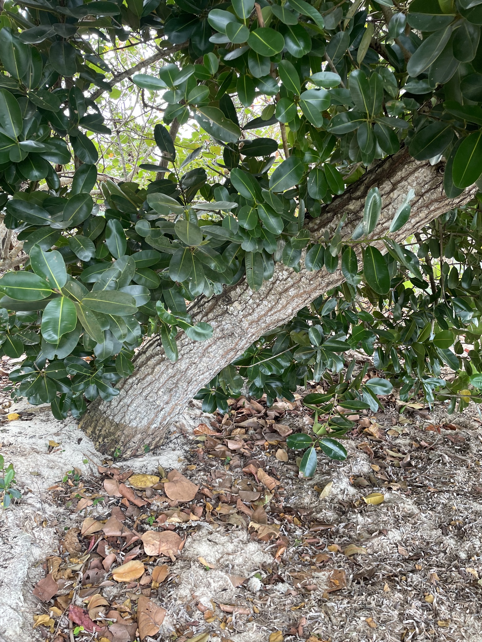 Calophyllum inophyllum L.
