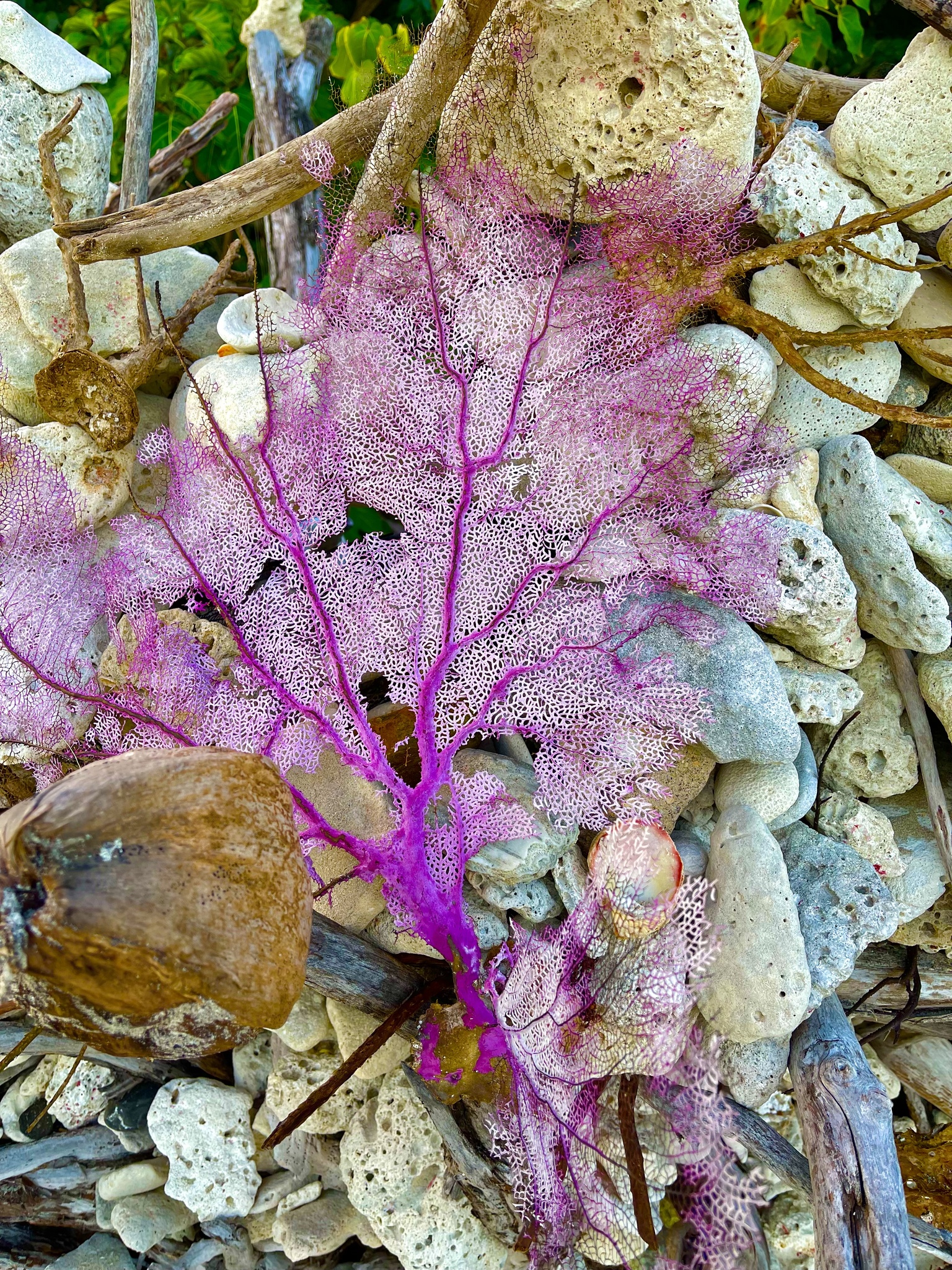 Gorgonia ventalina Linnaeus, 1758