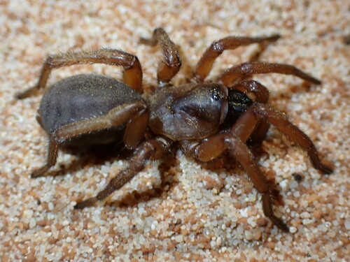 género Kwonkan · NaturaLista Colombia