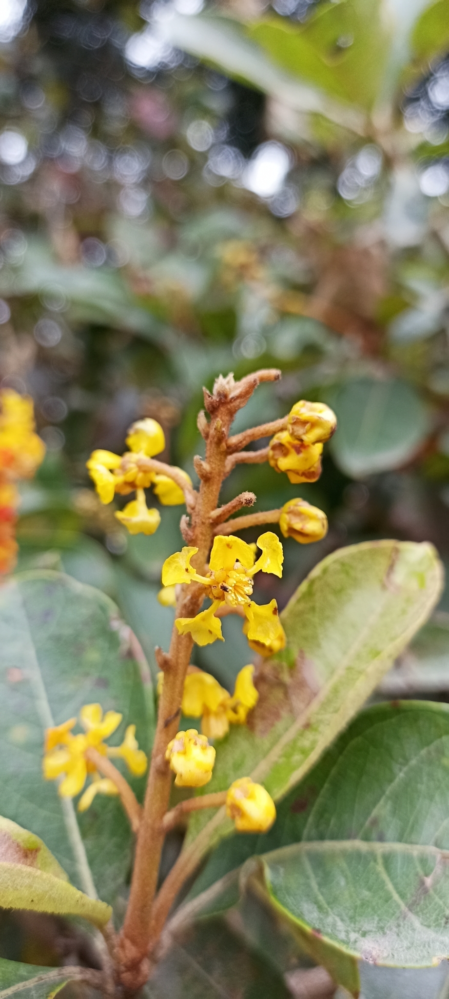 Byrsonima crassifolia (L.) Kunth