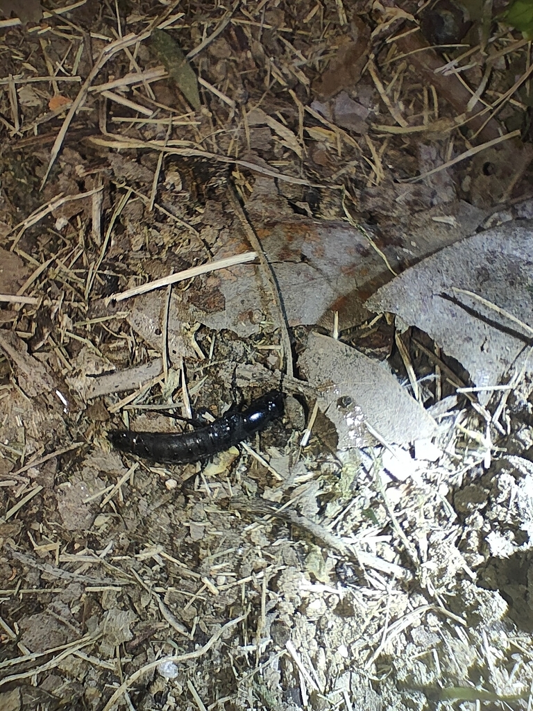 Tasgius praetorius from Hefei, CN-AH, CN on March 5, 2023 at 09:43 PM ...