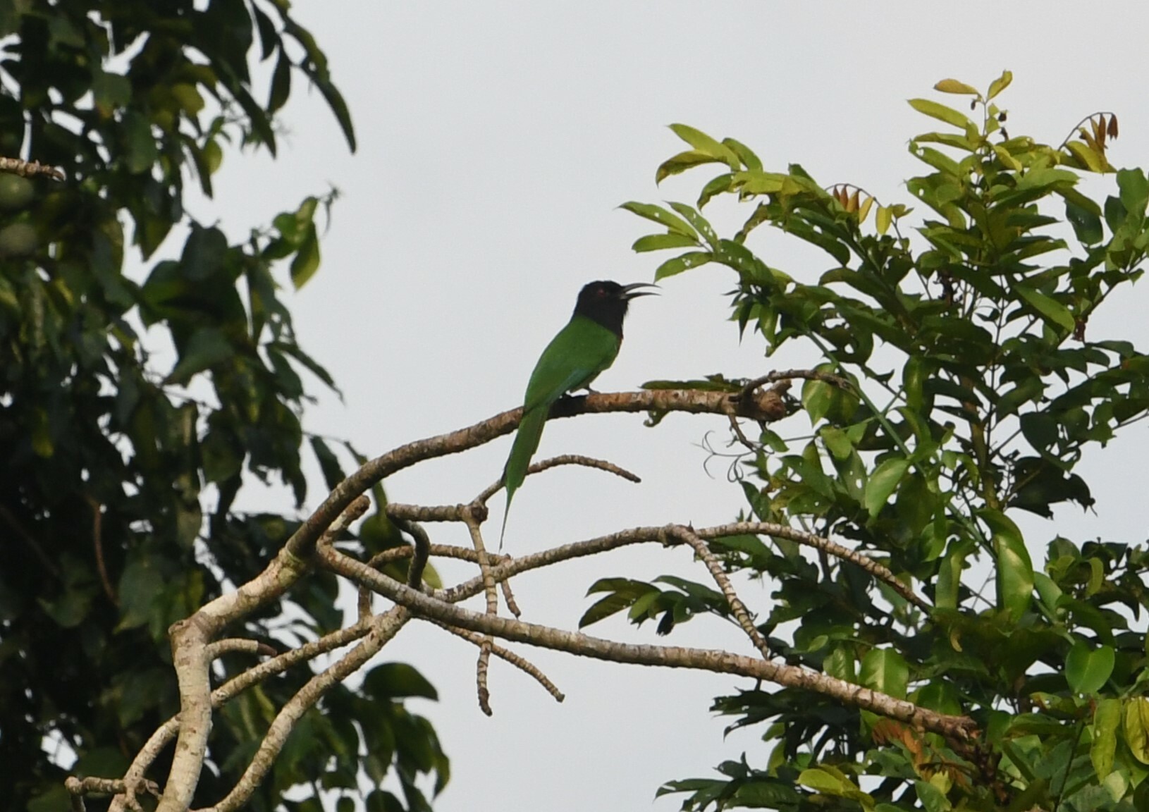 Merops breweri (Cassin, 1859)