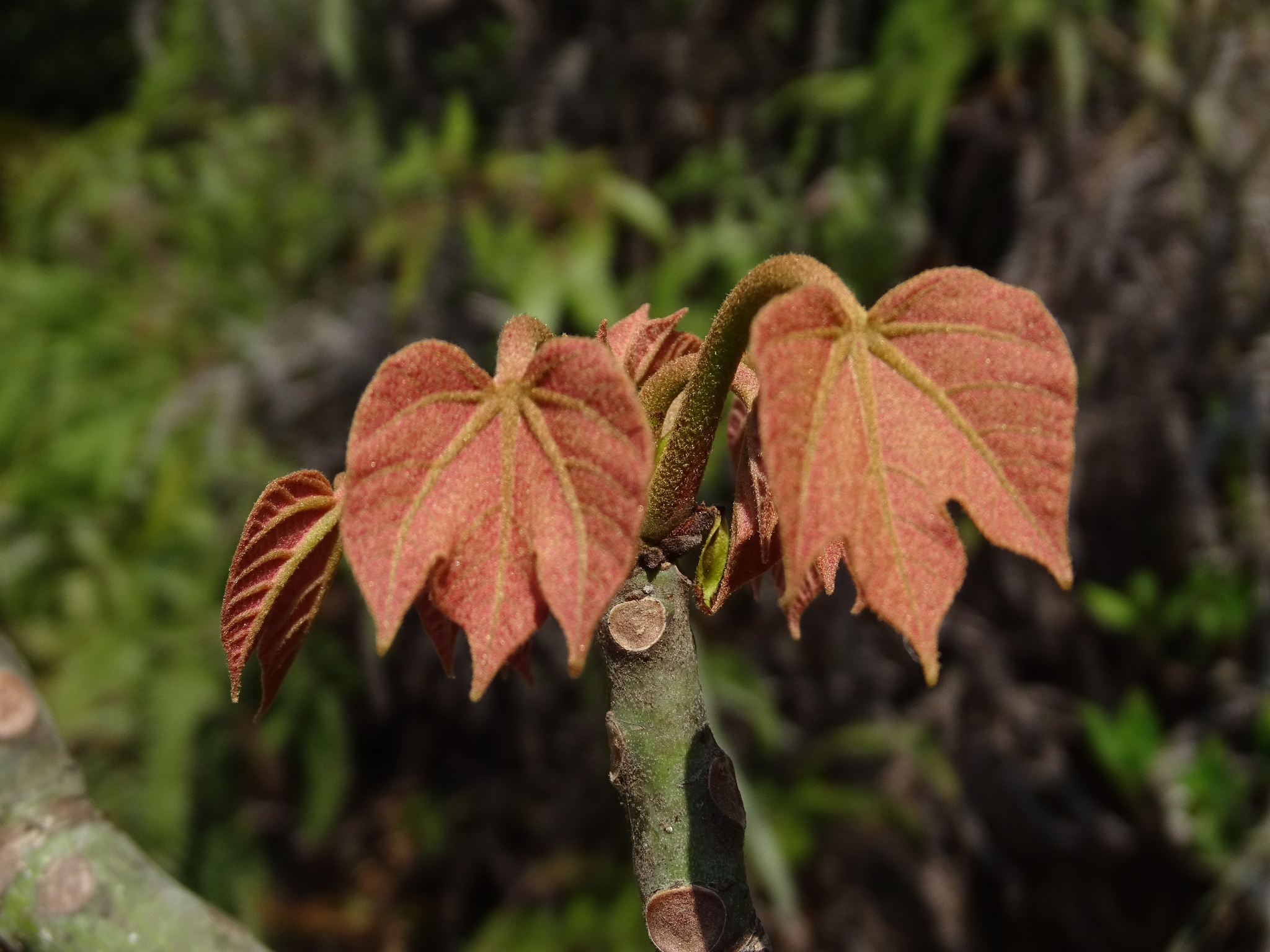 Firmiana simplex (L.) W.Wight