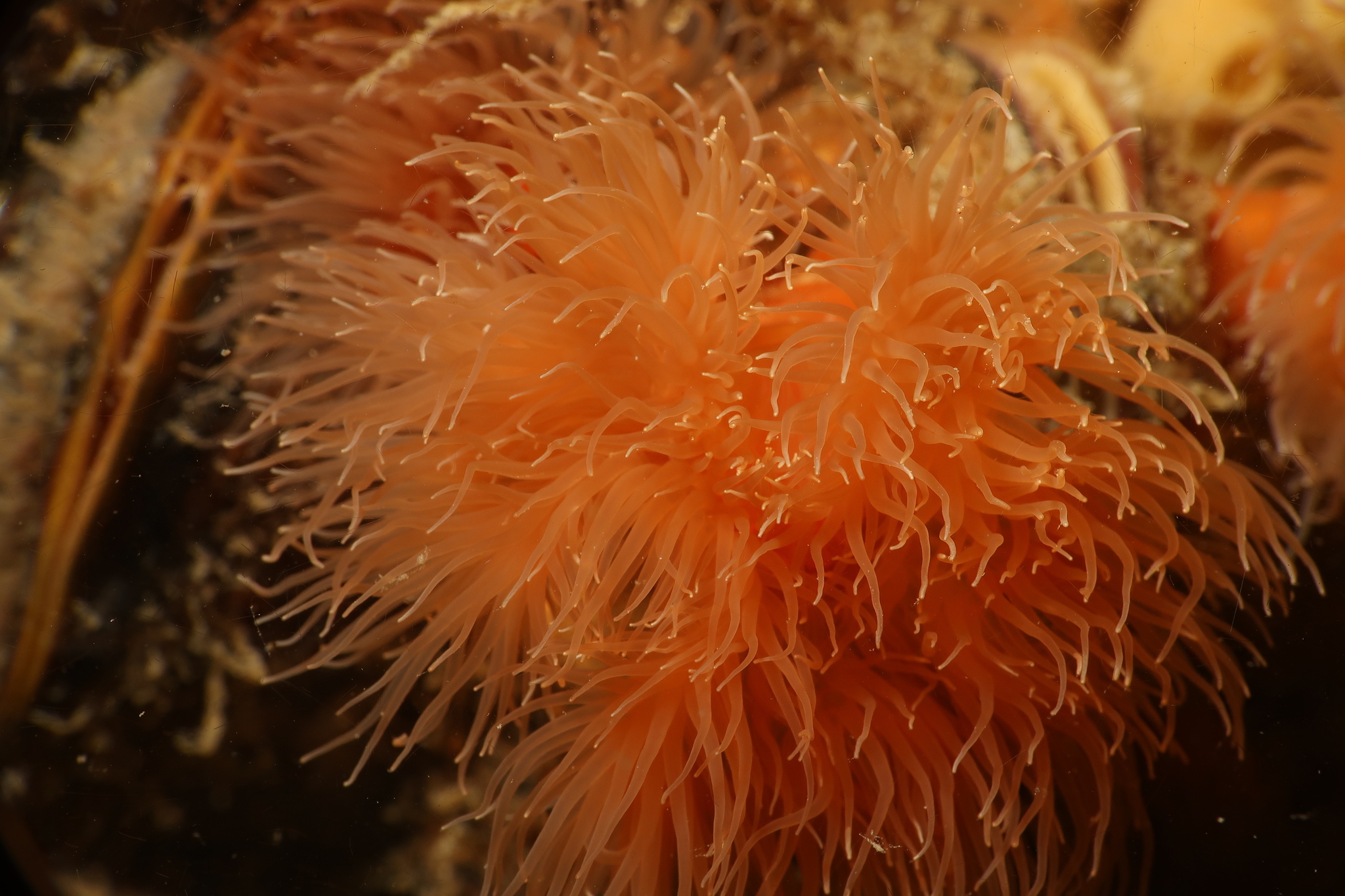 Metridium senile (Linnaeus, 1761)