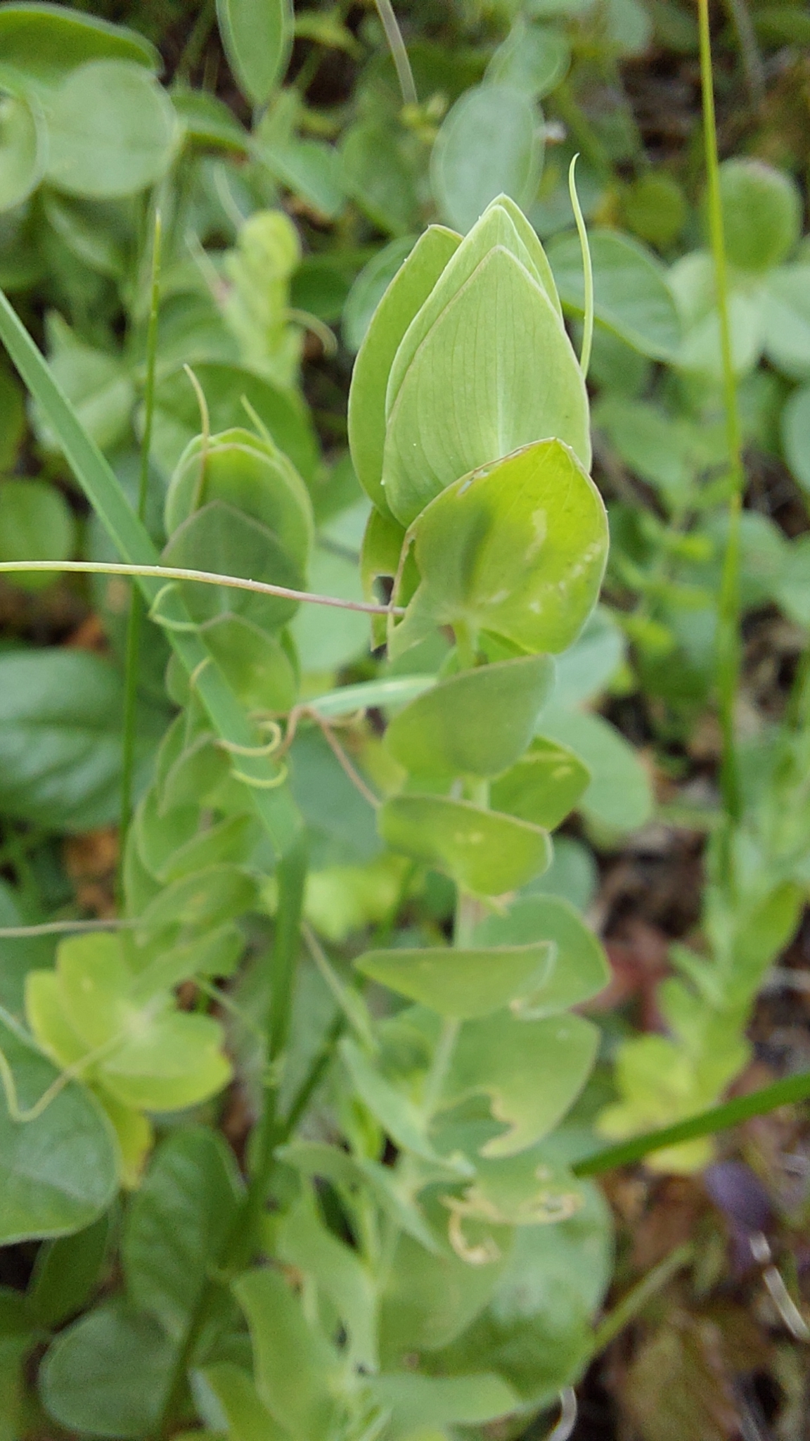 Lathyrus aphaca L.