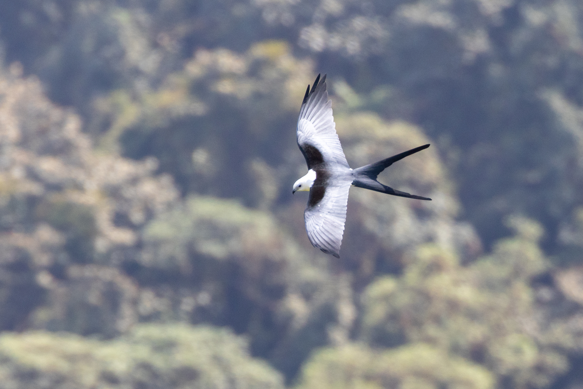 Elanoides forficatus (Linnaeus, 1758)