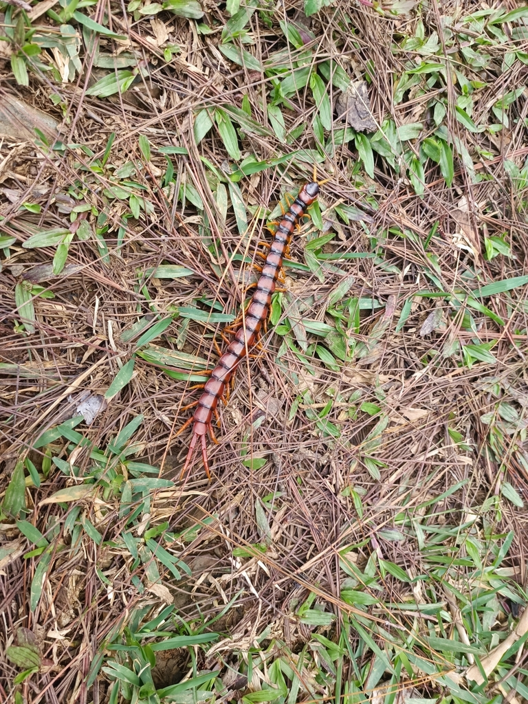 Caribbean Giant Centipede from 3C9J+JJJ, 41000, República Dominicana on ...