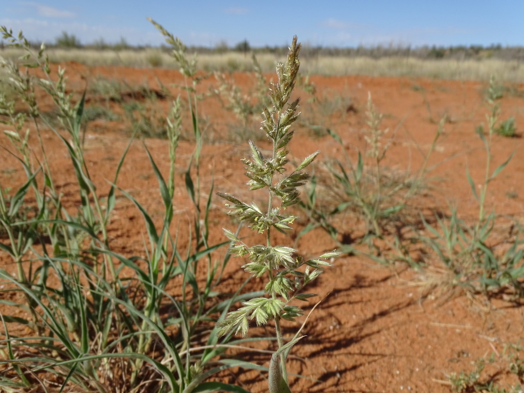 Kalahari Sour Grass from Next to the D1043 road, Hardap Region, Namibia ...