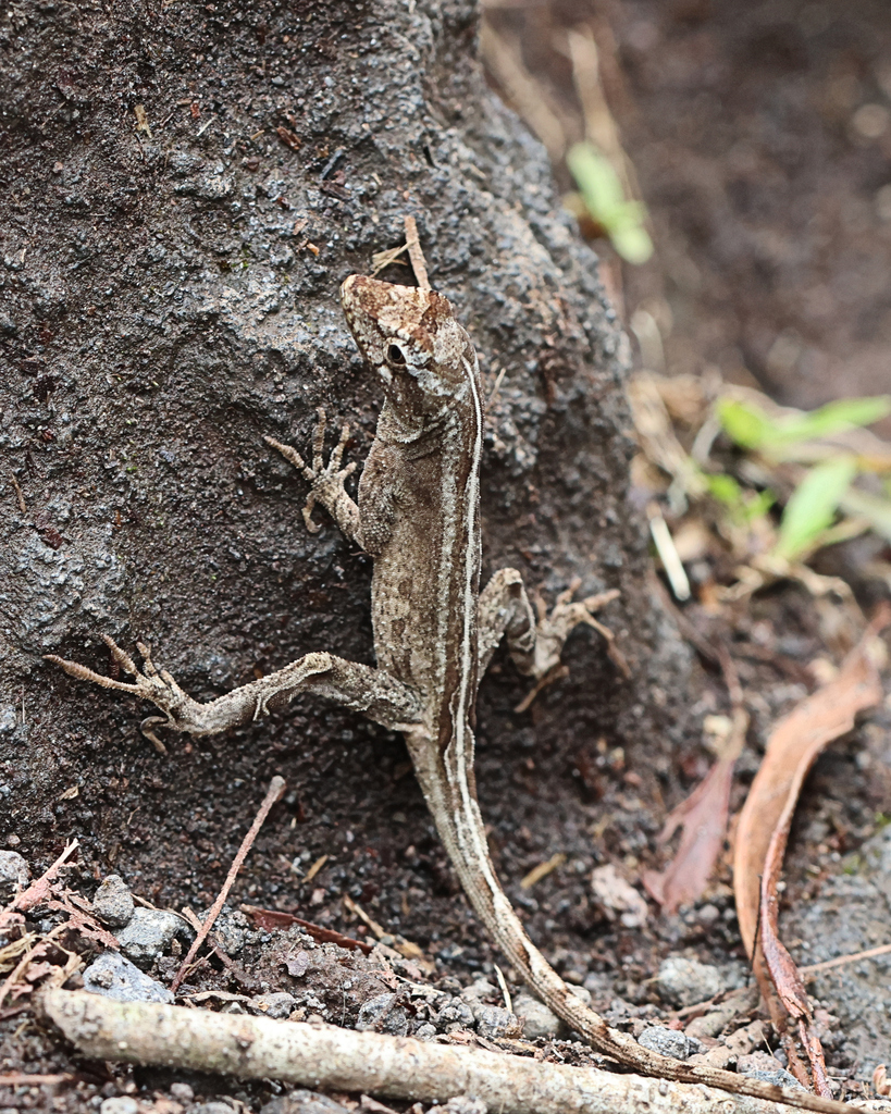 Ghost Anole from Arenal National Park San Carlos, Costa Rica on ...