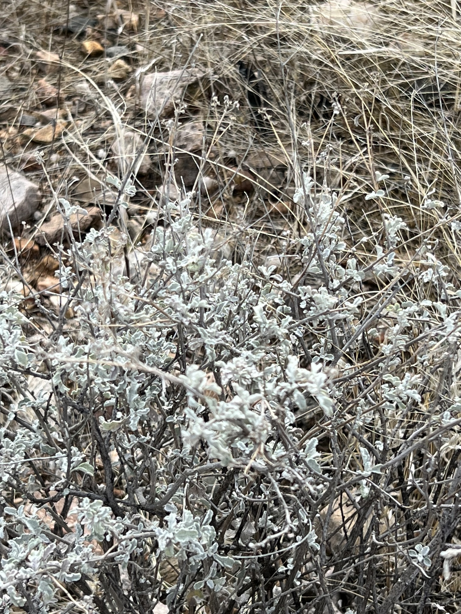 Parthenium incanum Kunth