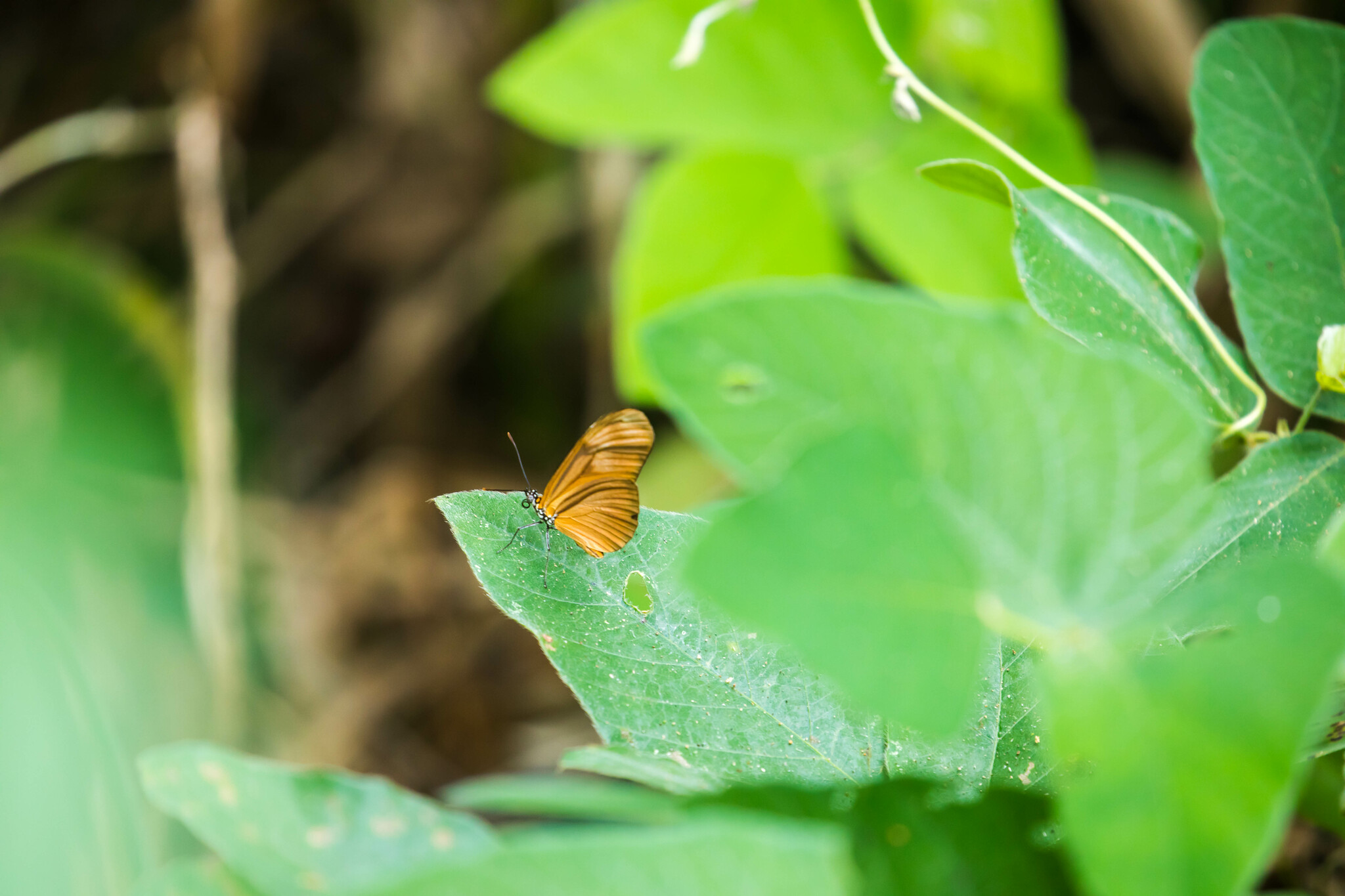 Eueides aliphera (Godart, 1819)