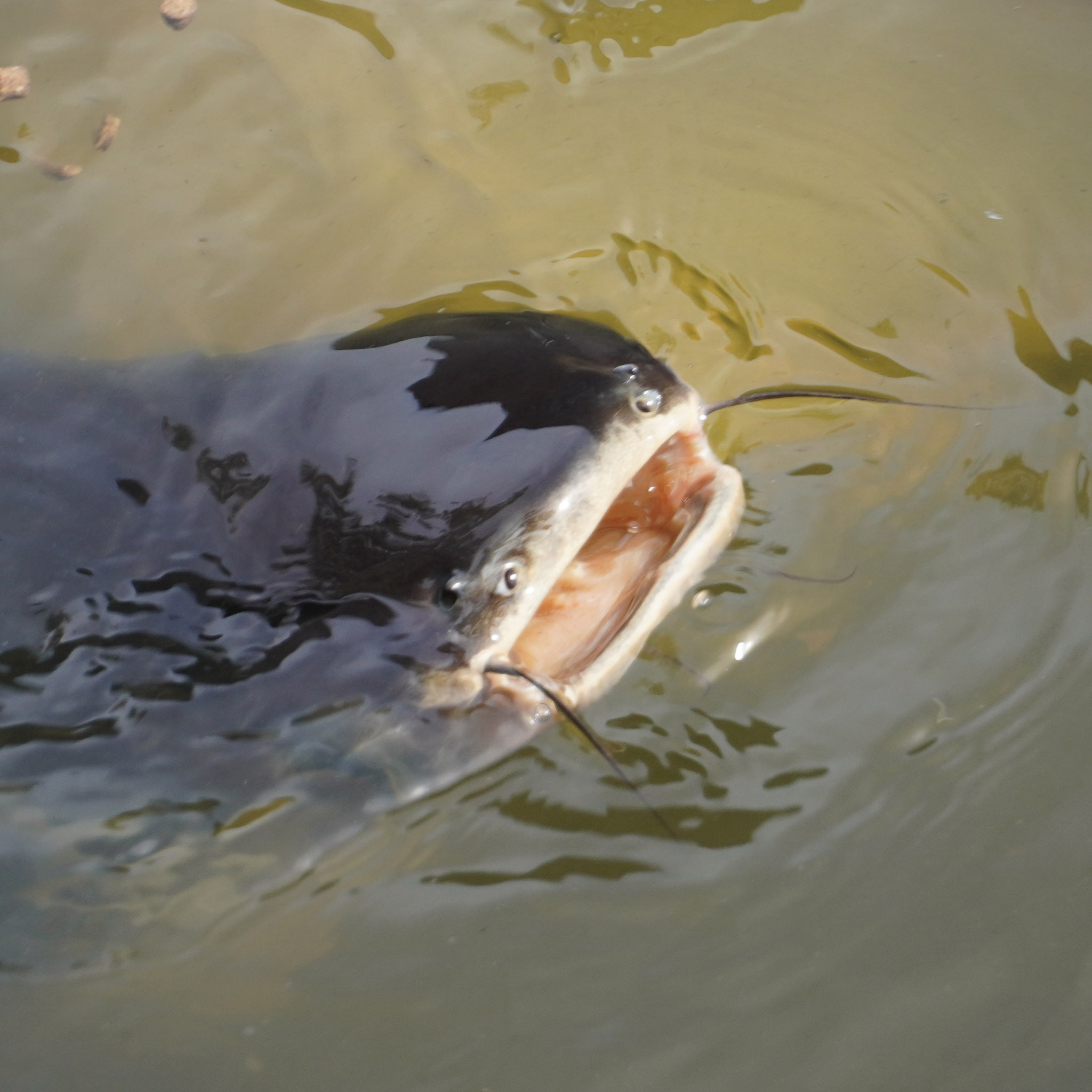 Pangasianodon hypophthalmus (Sauvage, 1878)