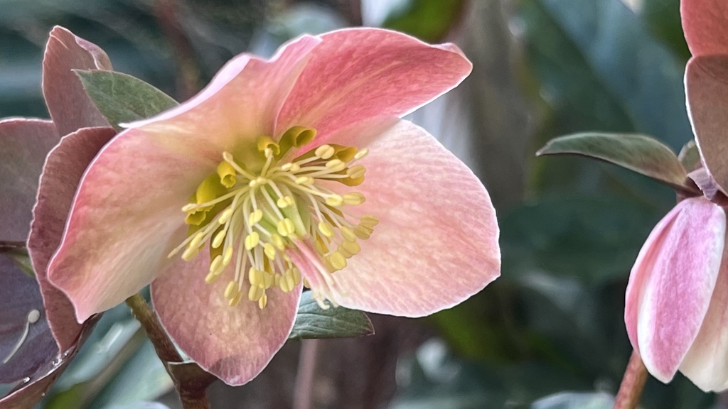 Lenten-rose from Roundway Park, Devizes, England, GB on February 19 ...
