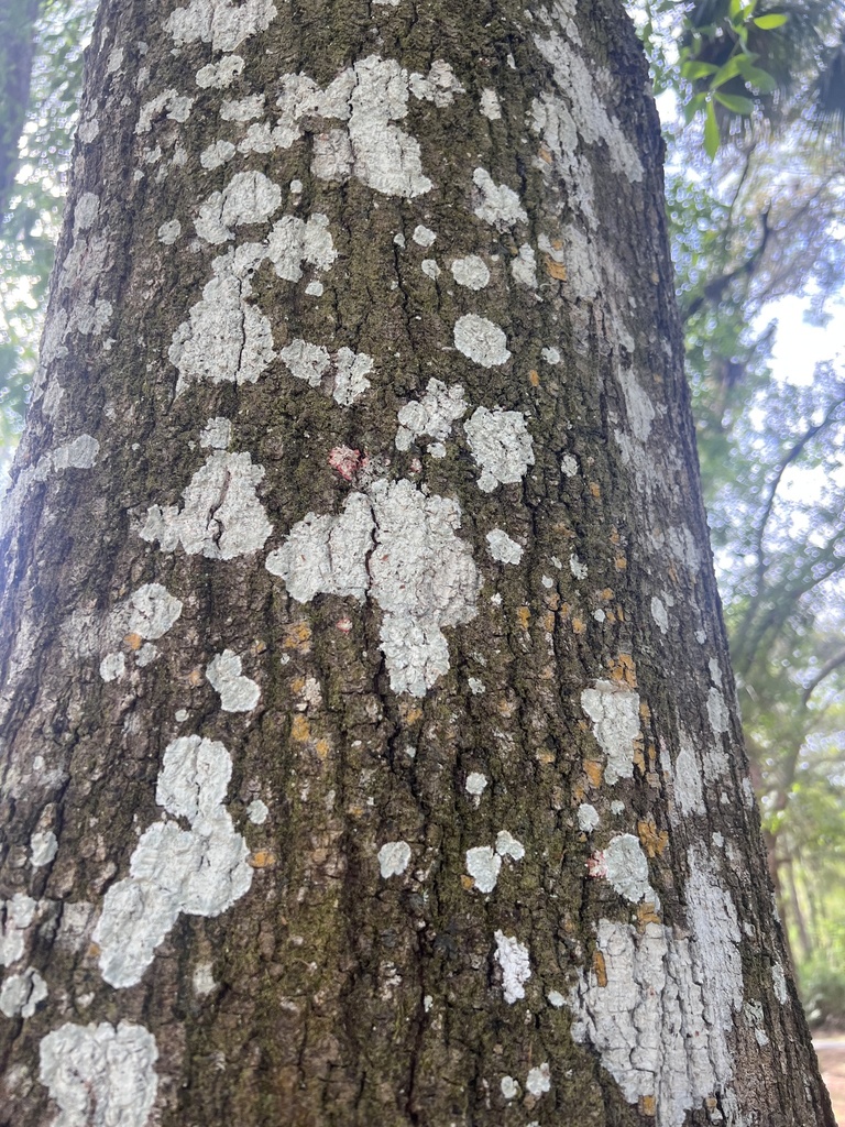 swamp laurel oak from Lettuce Lake Conservation Park, Tampa, FL, US on ...