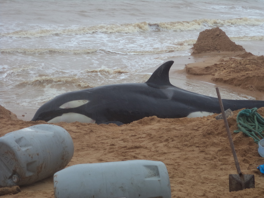 Orca from Praia da Baleia, Anchieta, Espírito santo, Brazil on August ...