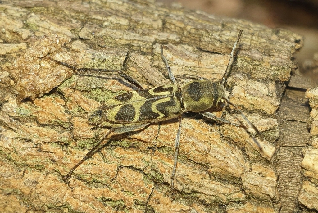 Perissus laetus from 9XVM+3RR, Chiang Dao, Chiang Dao District, Chiang ...