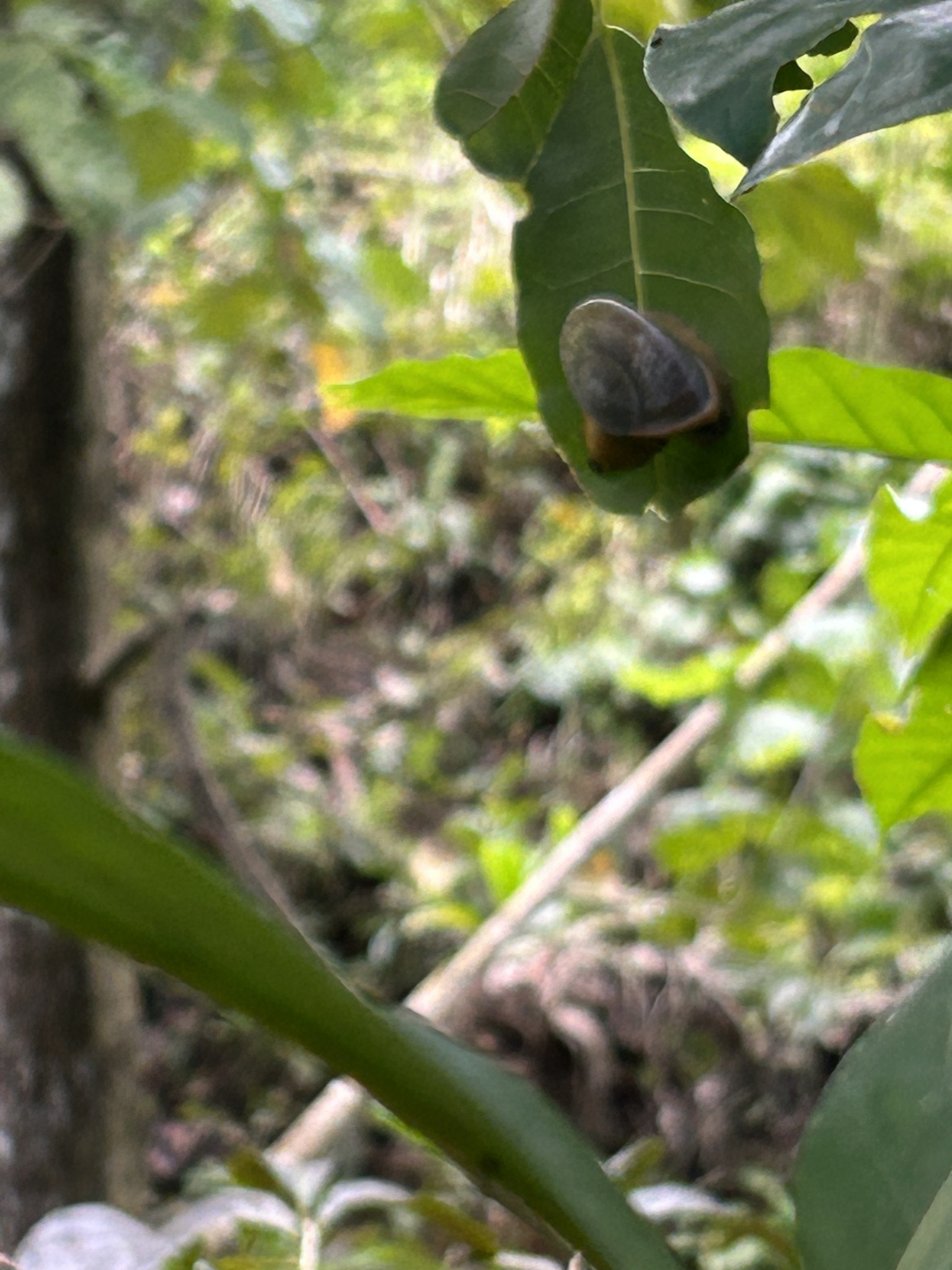 Parthena acutangula (Burrow, 1815)