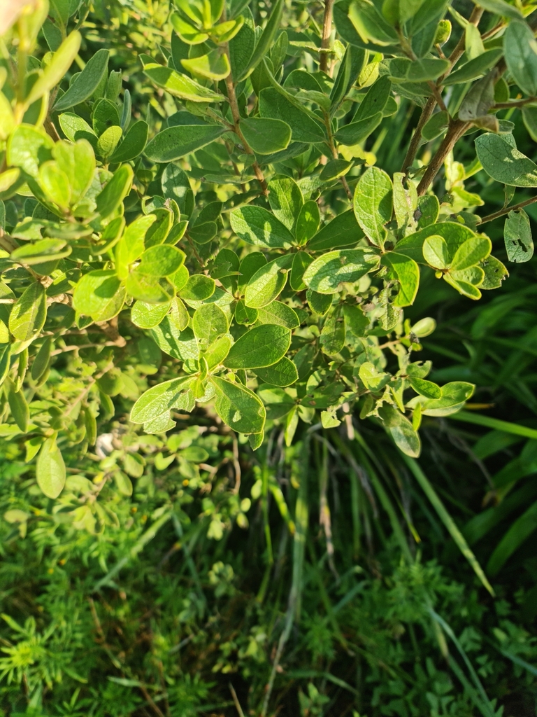 Transvaal Bluebush from Merafong City Local Municipality, South Africa ...
