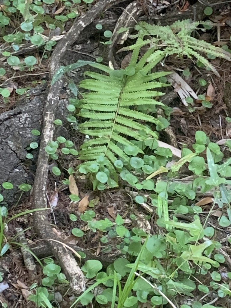 Swamp Shield-fern from Temple Terraces, Tampa, FL, US on March 01, 2023 ...