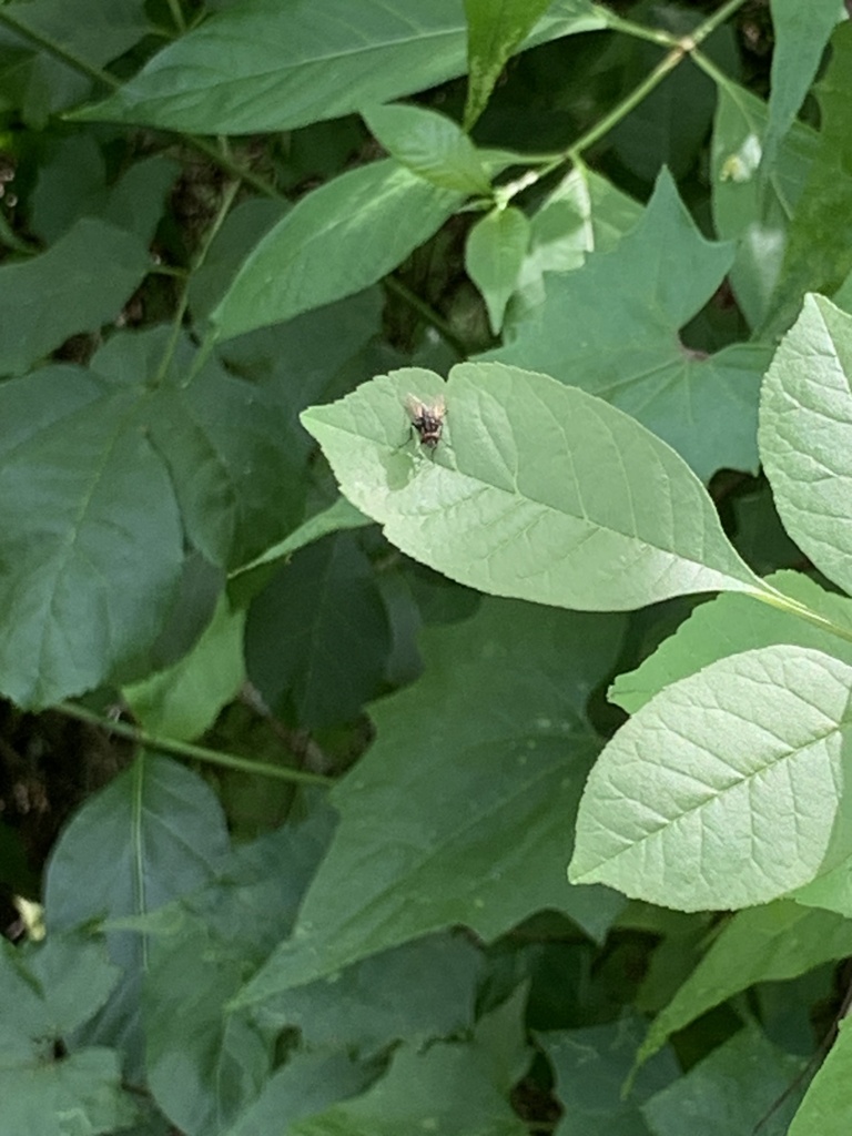 Muscinae from E Fletcher Ave, Tampa, FL, US on March 05, 2023 at 10:36 ...