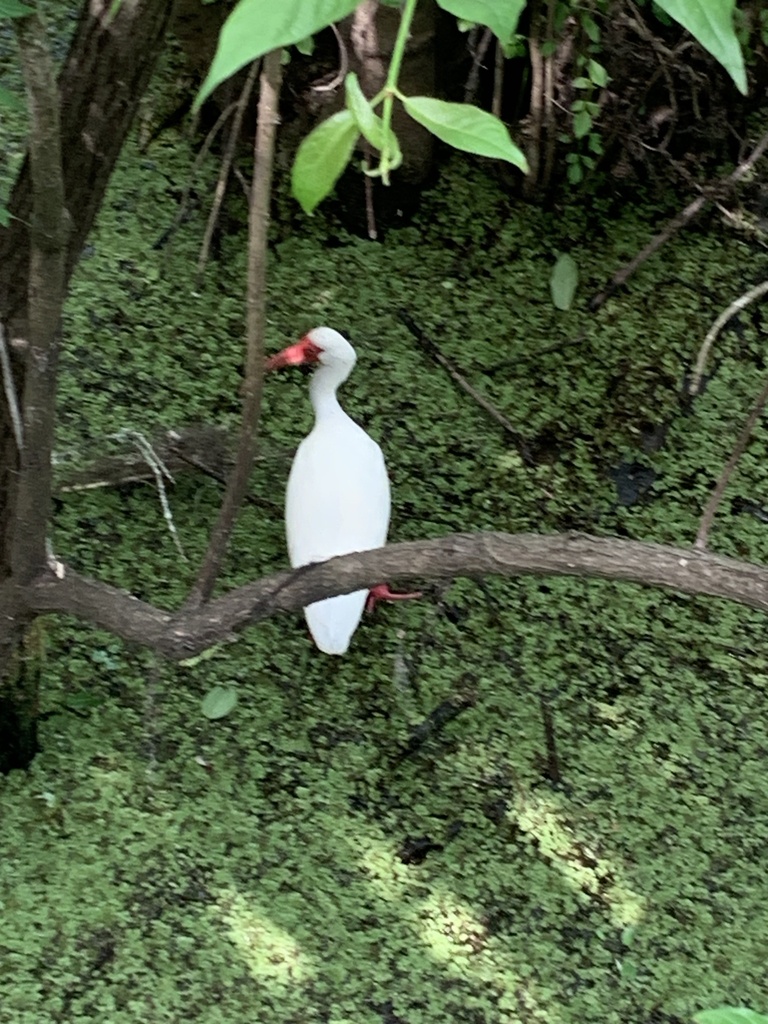 White Ibis from E Fletcher Ave, Tampa, FL, US on March 05, 2023 at 10: ...
