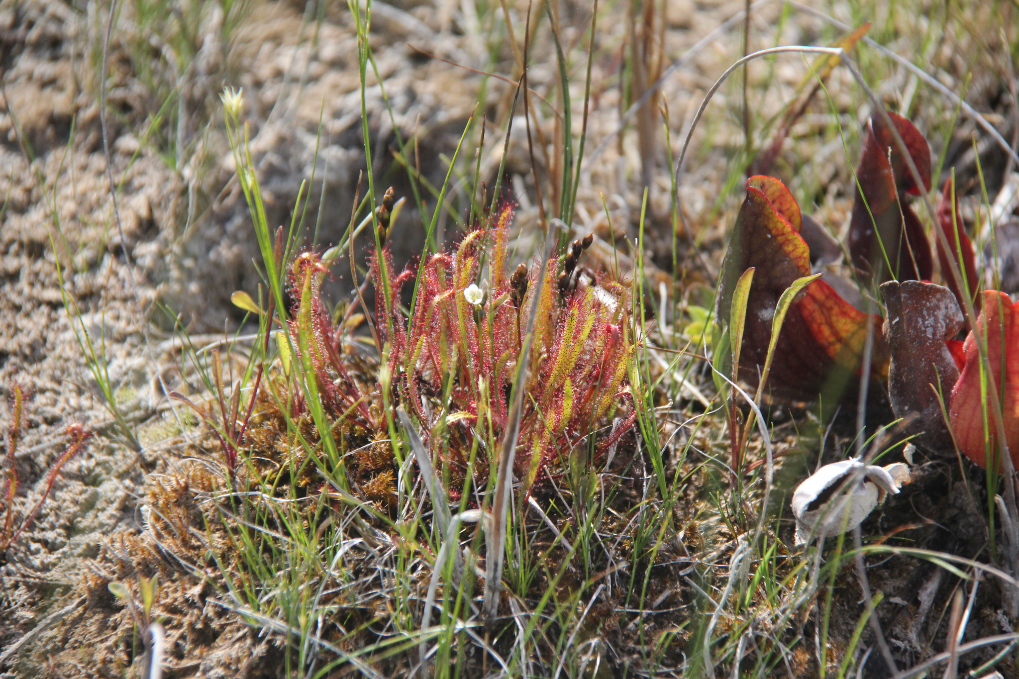Drosera linearis Goldie
