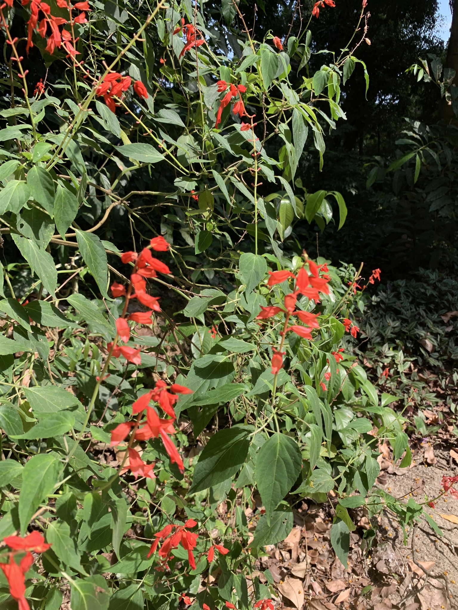 Salvia splendens Sellow ex Nees