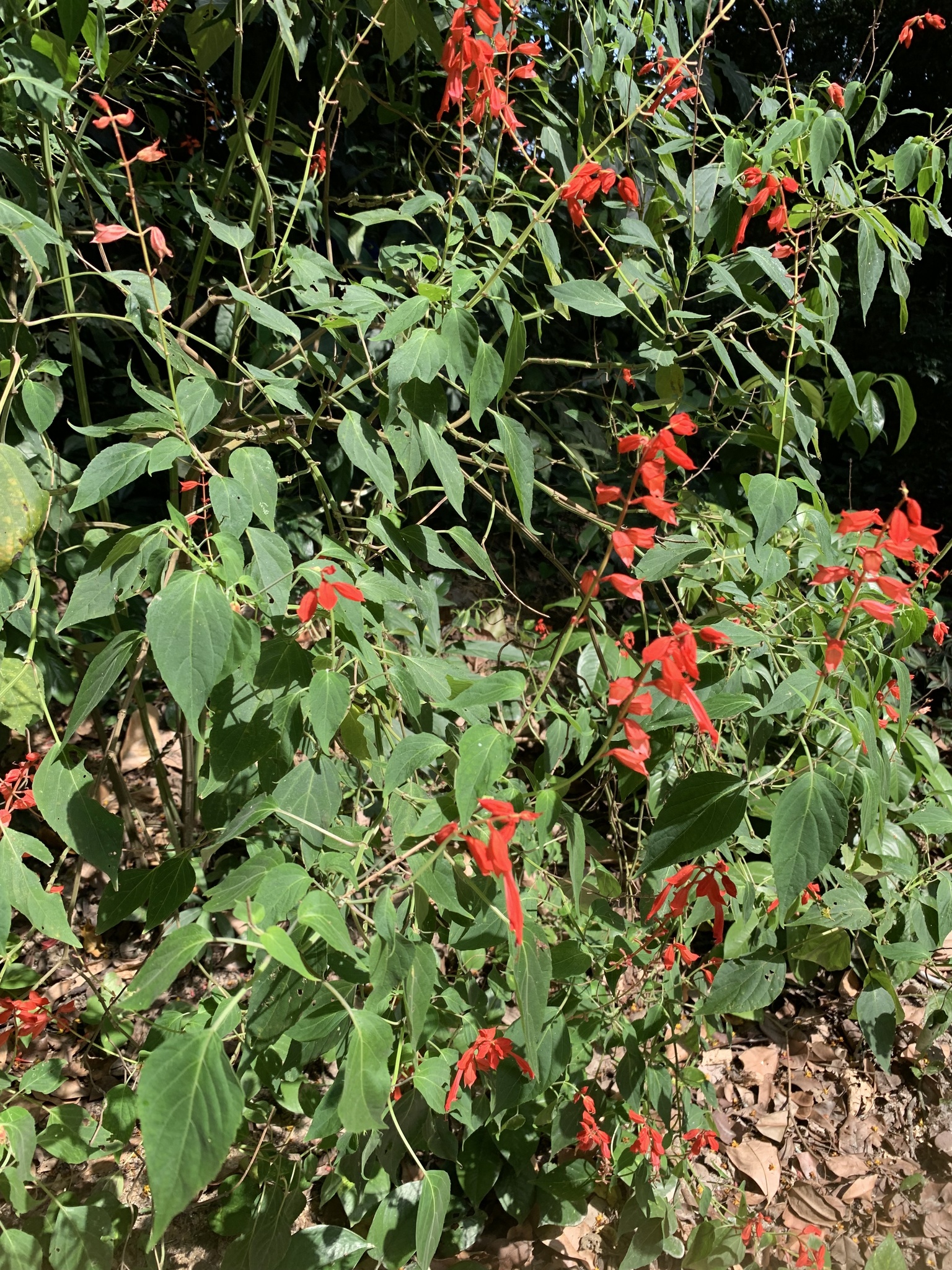 Salvia splendens Sellow ex Nees