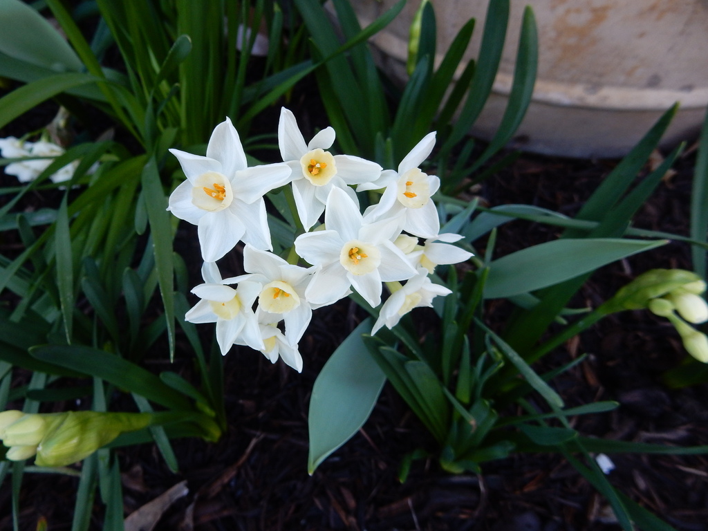 Paperwhite from Fort Worth, TX, USA on March 3, 2023 at 05:42 PM by Bob ...