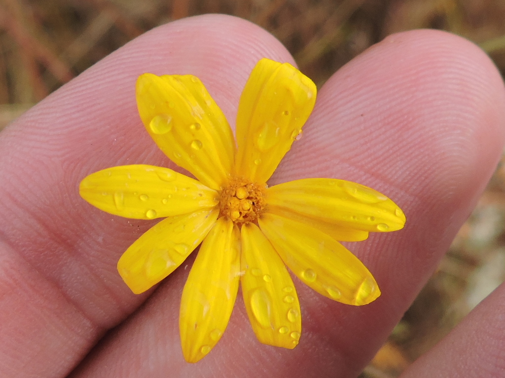 scratch daisies from Burnet County, US-TX, US on October 22, 2015 by ...