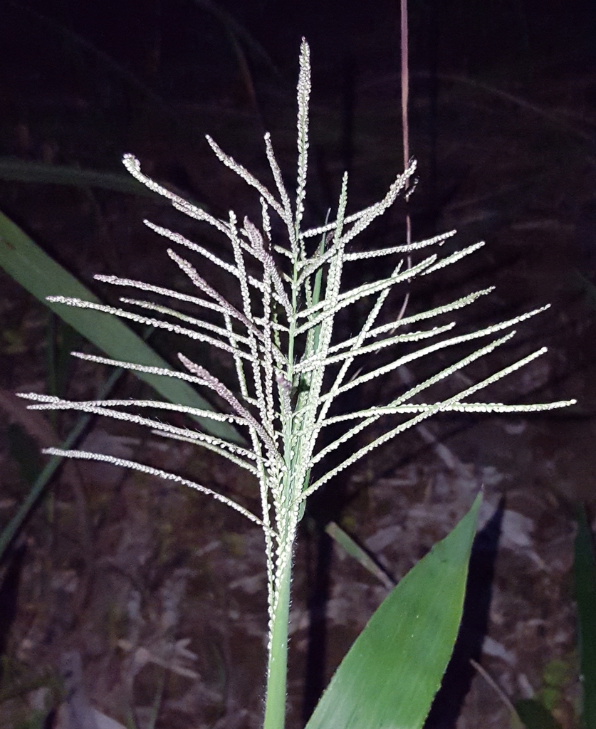 Russell River Grass from Sainte-Marie 97438, Réunion on February 5 ...