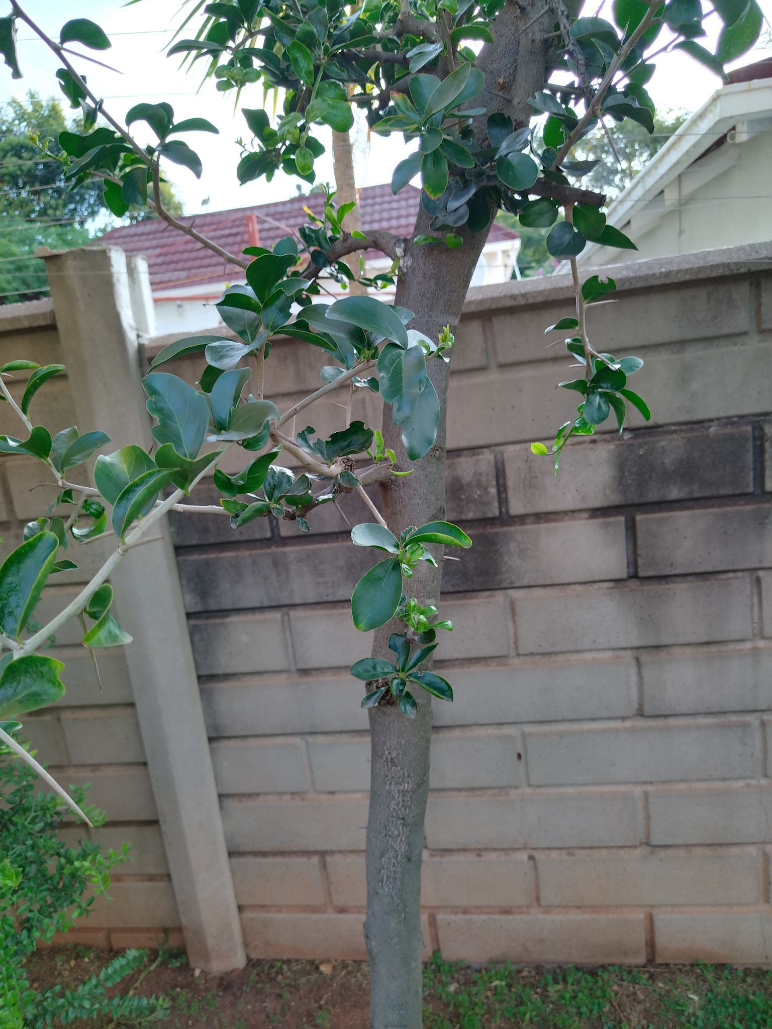 Dovyalis E.Mey. ex Arn.