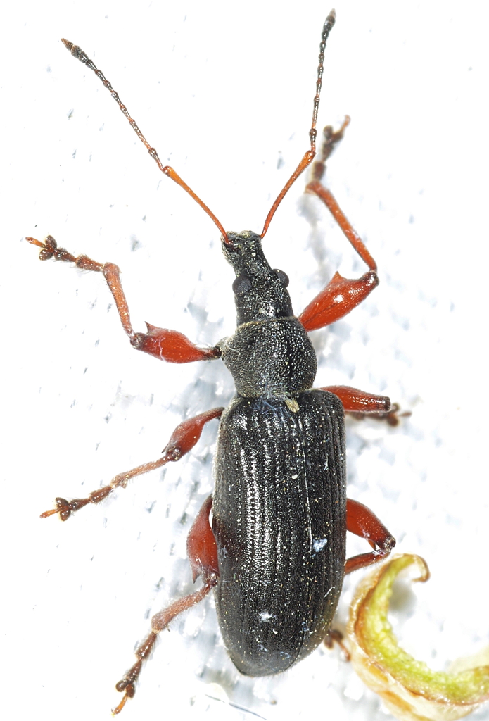 Broad-nosed Weevils from 73110 Arvillard, France on June 28, 2019 at 10 ...