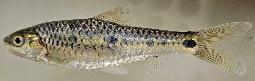 Line-spotted Barb in March 2023 by Rob Palmer · iNaturalist