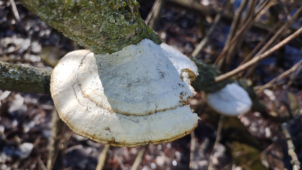 Thin-walled Maze Polypore from Naperville, IL 60563, USA on March 5 ...