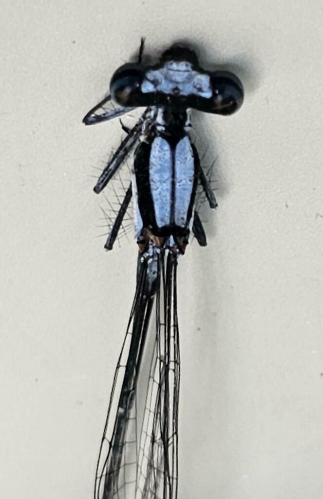 Common Threadtail in March 2023 by Rob Palmer · iNaturalist