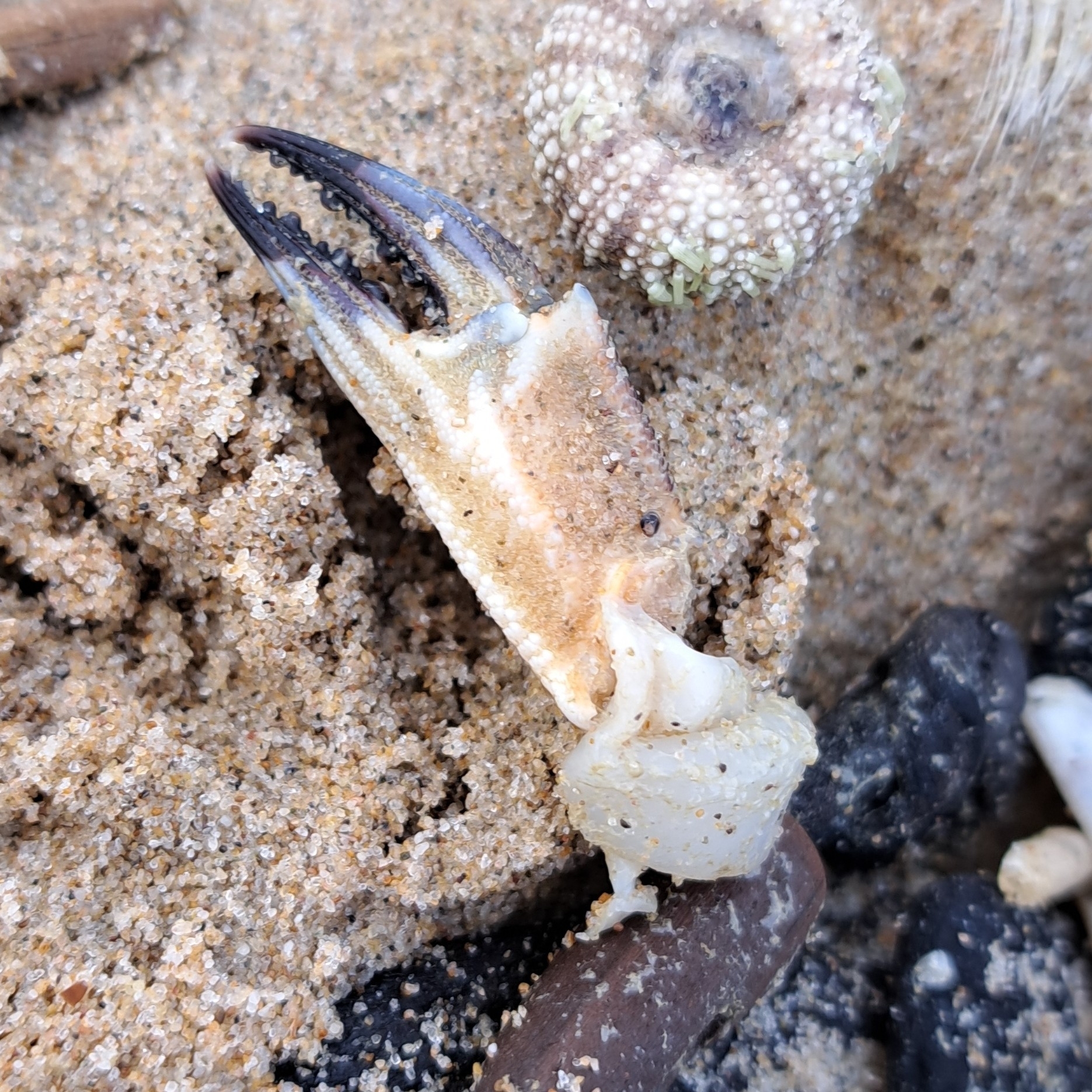 Necora puber (Linnaeus, 1767)