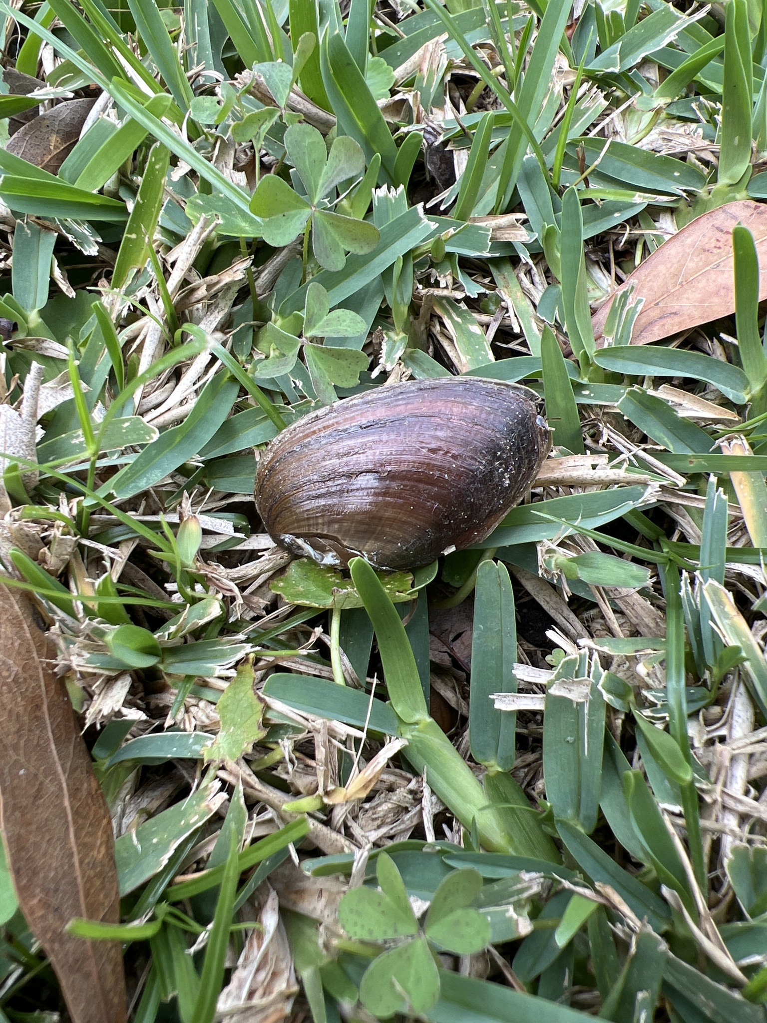 Elliptio Rafinesque, 1819