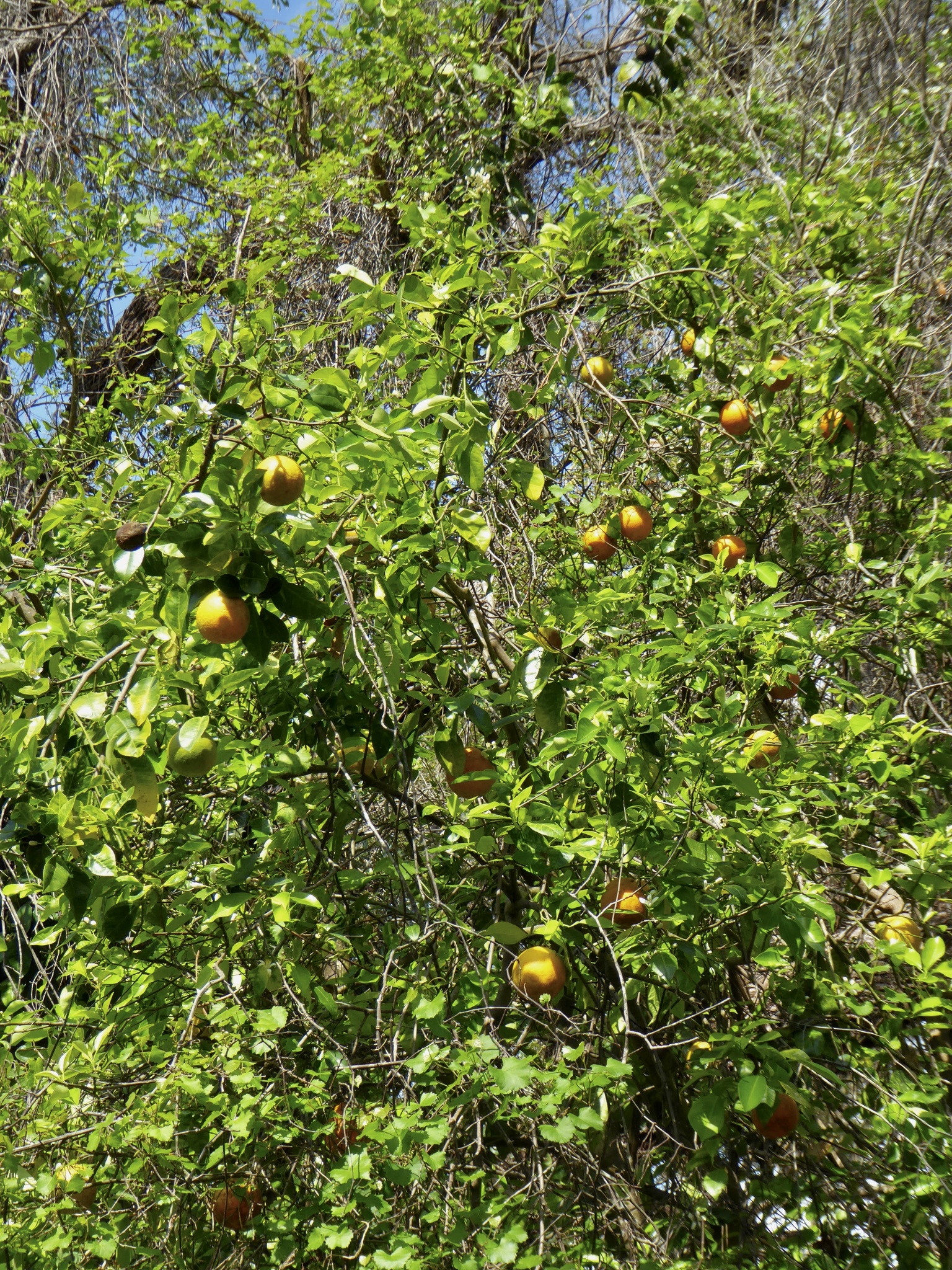 Citrus ×aurantium L.