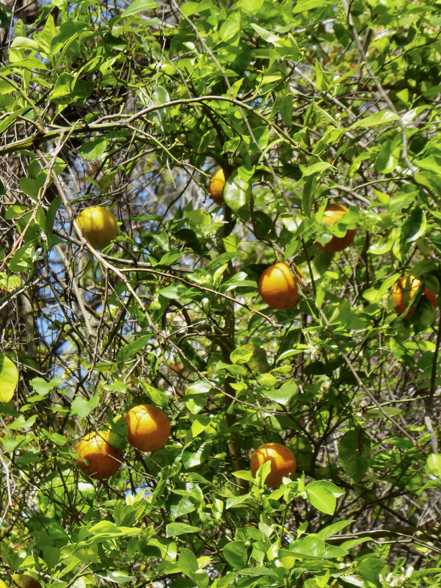 Citrus ×aurantium L.