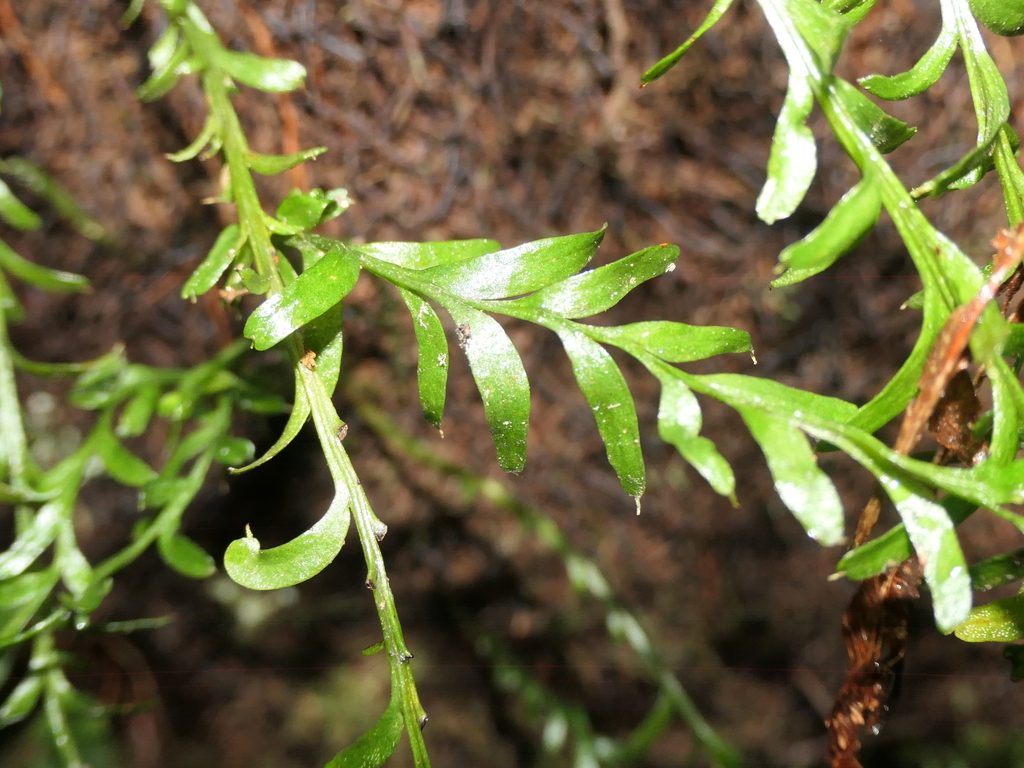 Fork Fern from Budderoo, Kiama, New South Wales, Australia on January ...