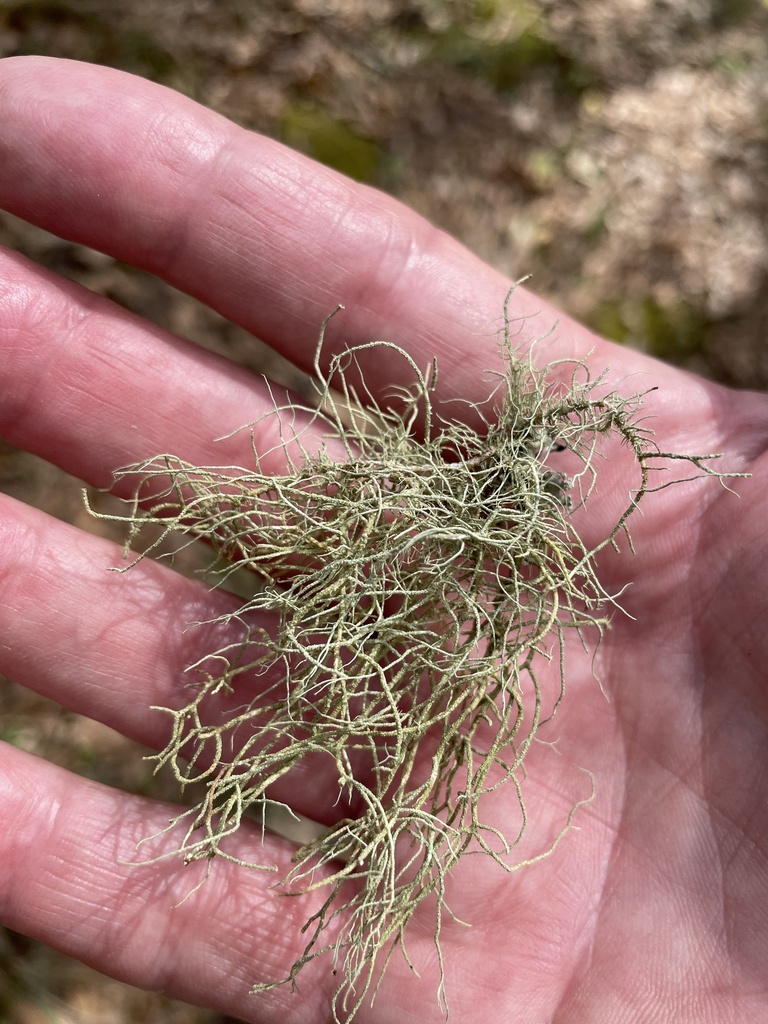 Bloody Beard from Bond Swamp National Wildlife Refuge, Macon, GA, US on ...