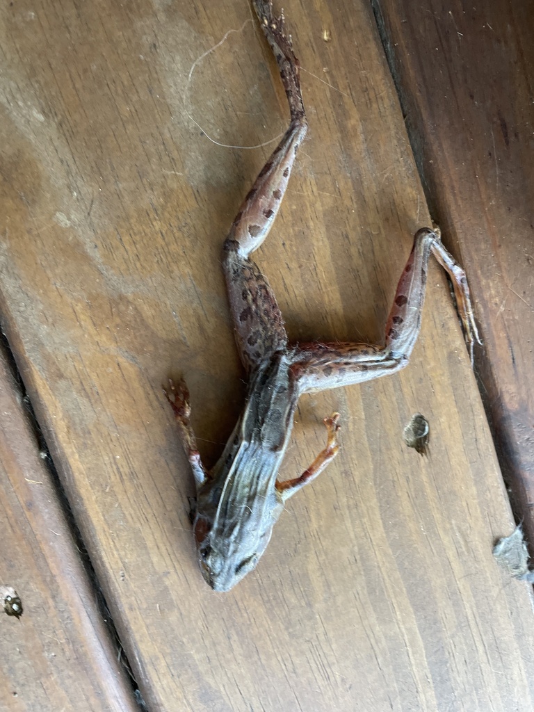 Southern Leopard Frog from Reformation Way, Wade, NC, US on May 28 ...
