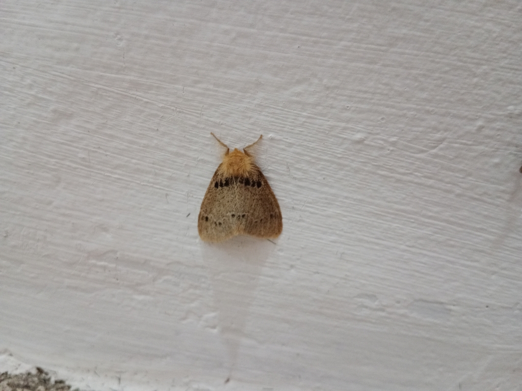 Rhypotoses glebula in March 2023 by Kevin S. Zebua · iNaturalist Australia