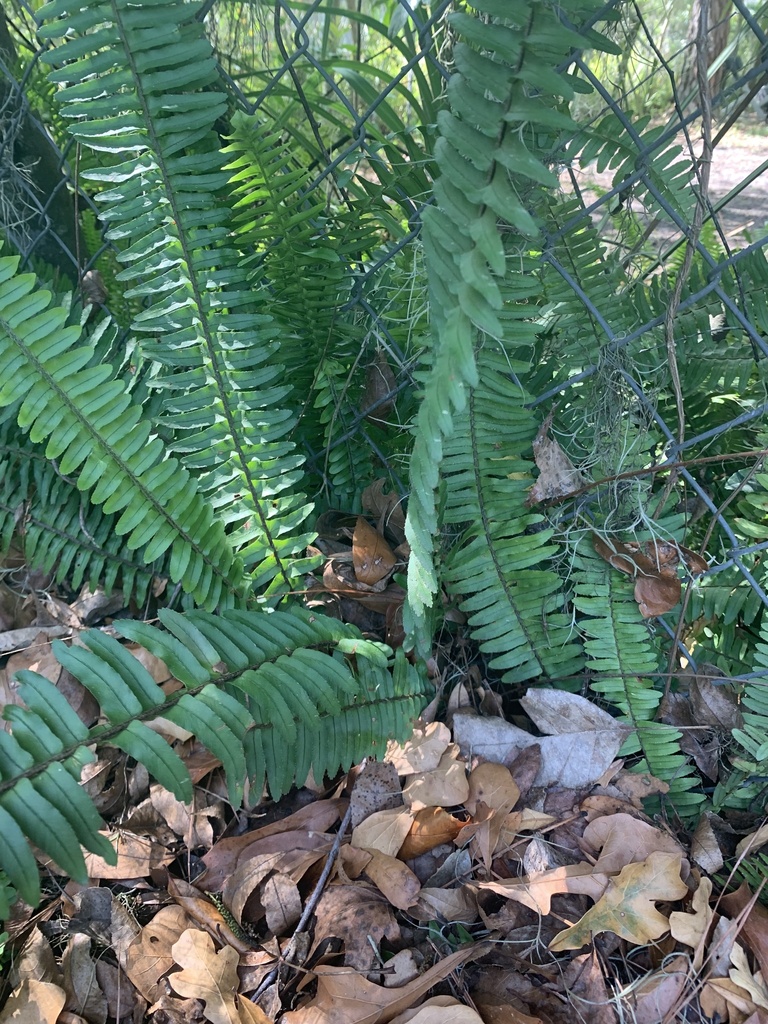 Fishbone Fern from NE 15th Terr, Ocala, FL, US on March 05, 2023 at 12: ...