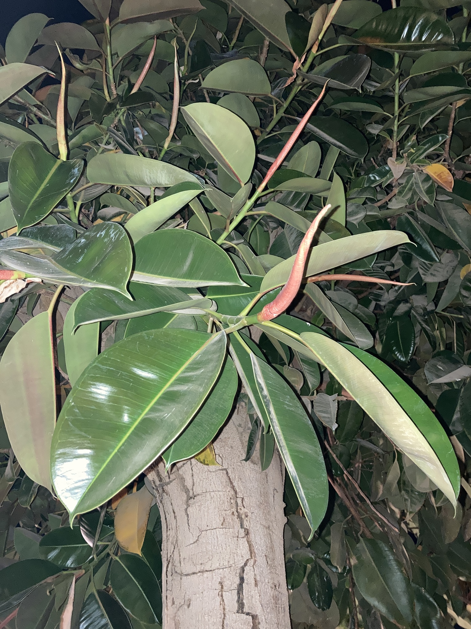 Ficus elastica Roxb.