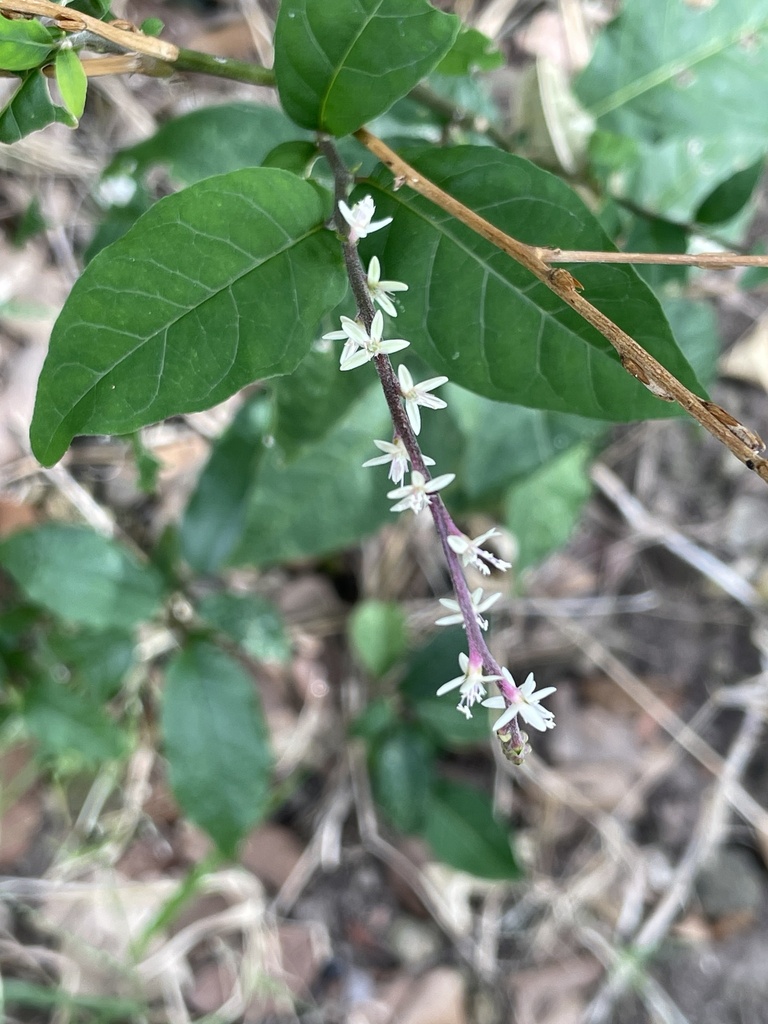 Guinea Hen Weed from Puerto Rico, Cabo Rojo, Puerto Rico, US on March 5 ...