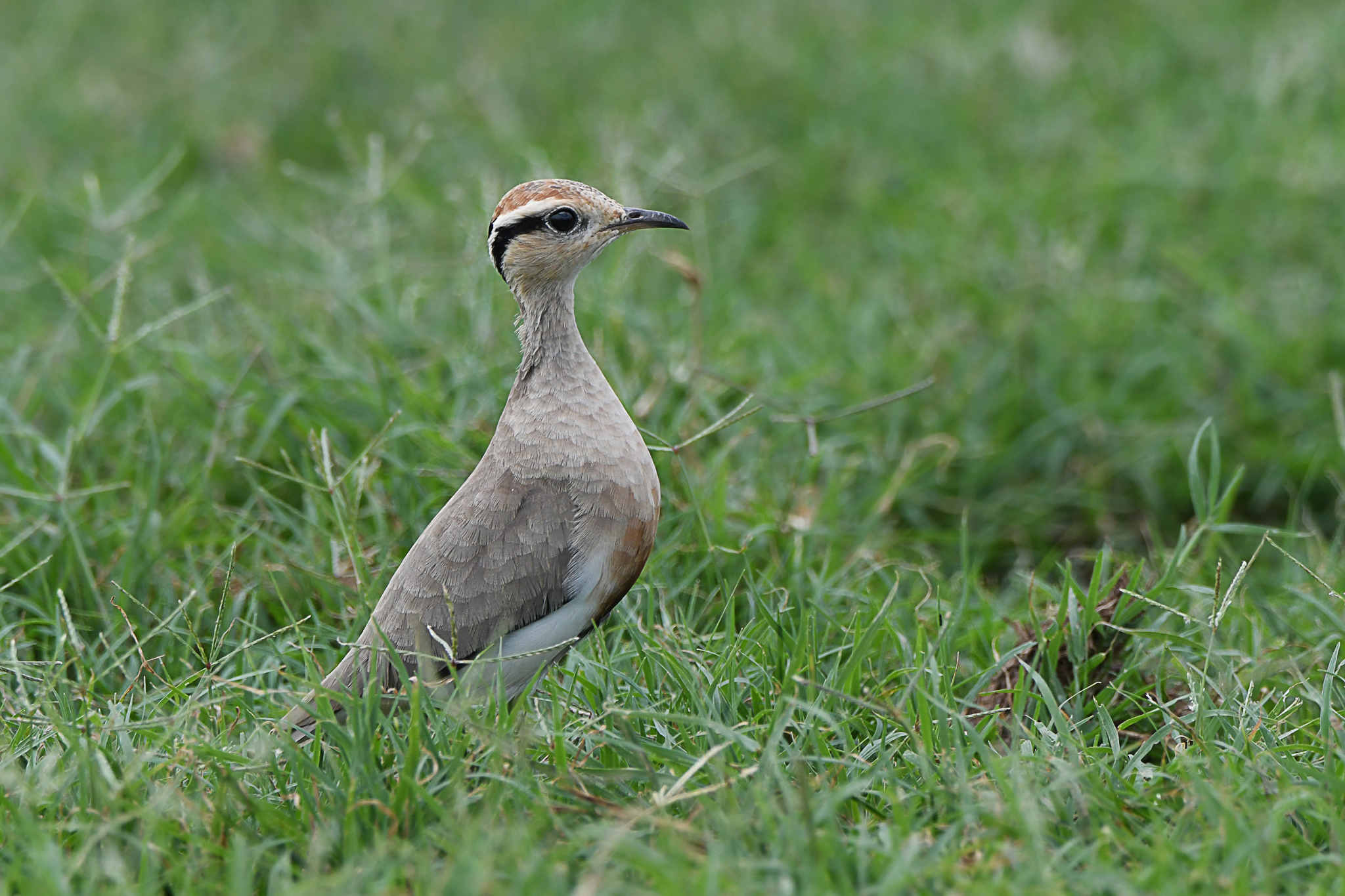 Cursorius temminckii Swainson, 1822