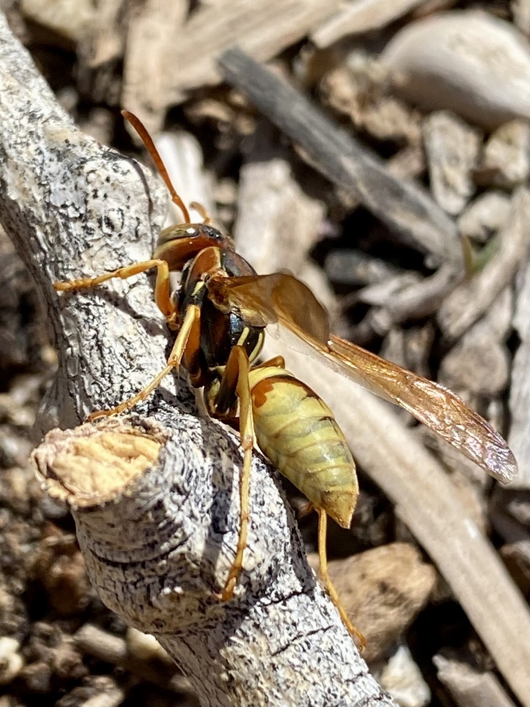 Golden Paper Wasp from Piedra Vista Rd NE, Alburquerque, NM, US on ...